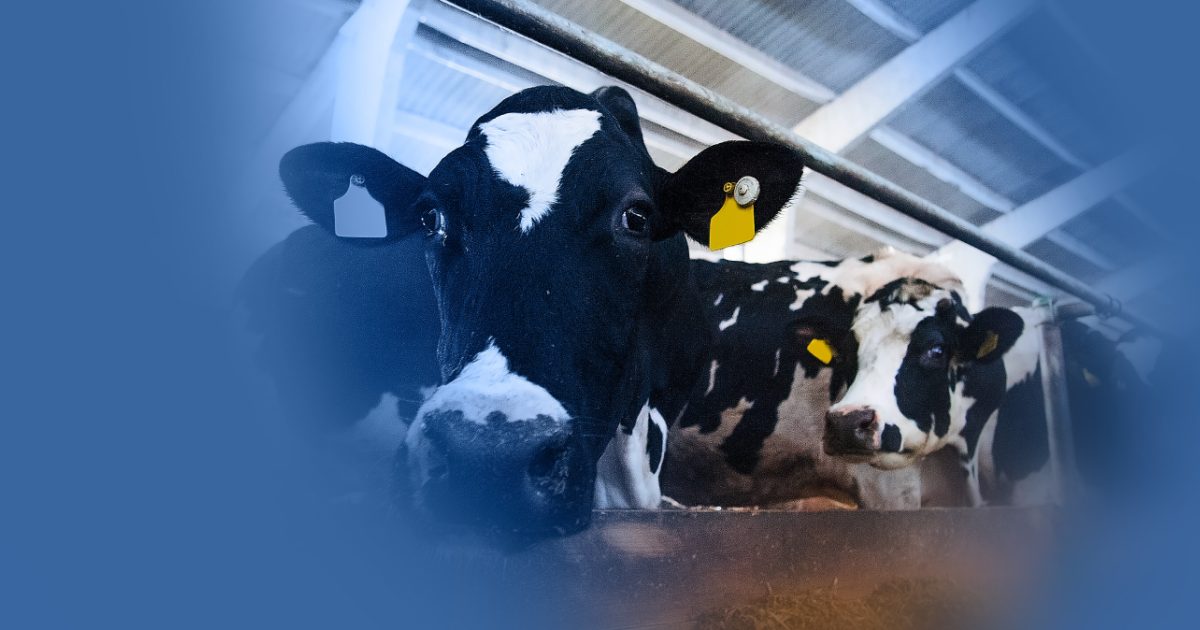 Cow Stress Factors | See Stress Differently – Jefo - Life, made easier