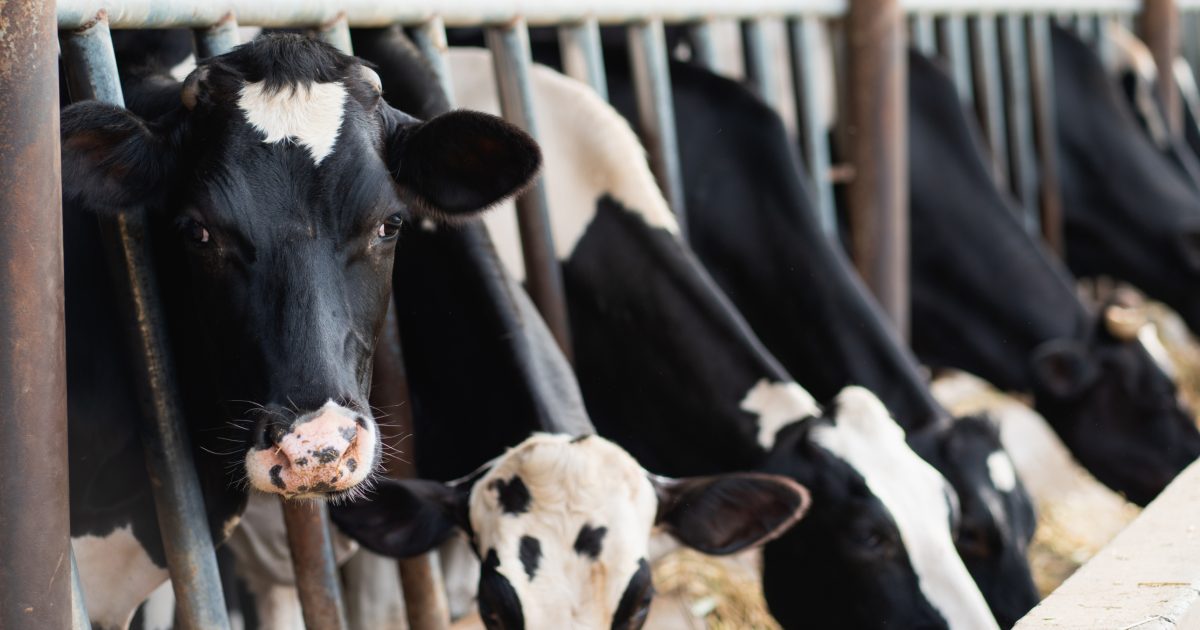 Targeted Nutrients for Dairy Cow Stress Management – Jefo - Life, made ...
