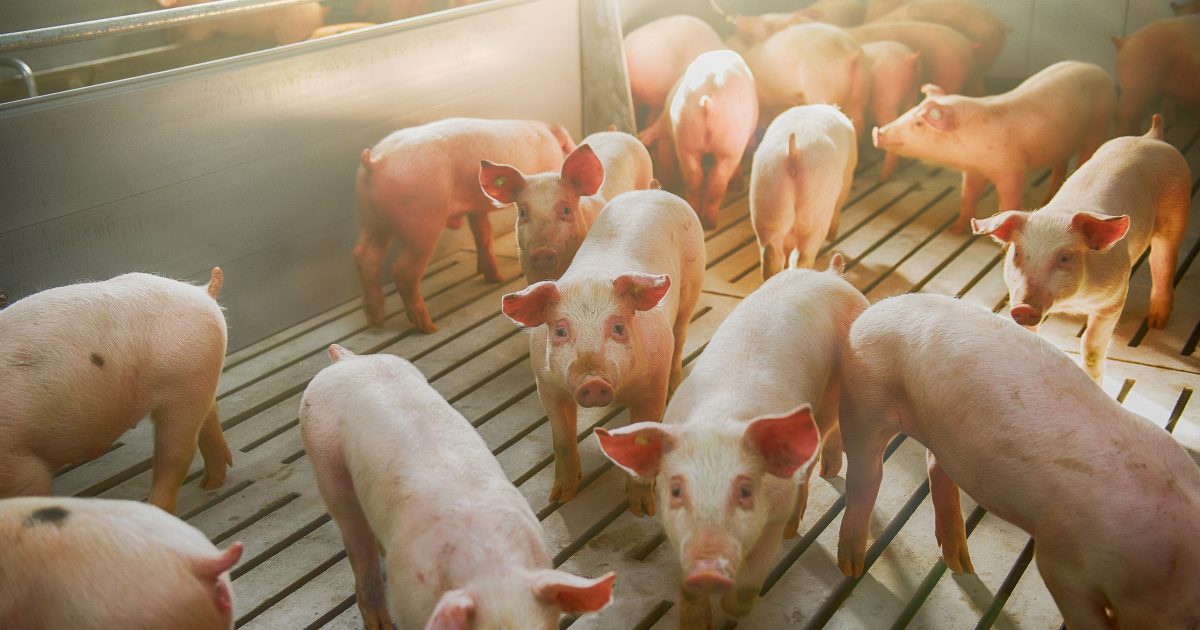 Optimize Protein Intake for Swine | Boost Performance & Savings – Jefo ...