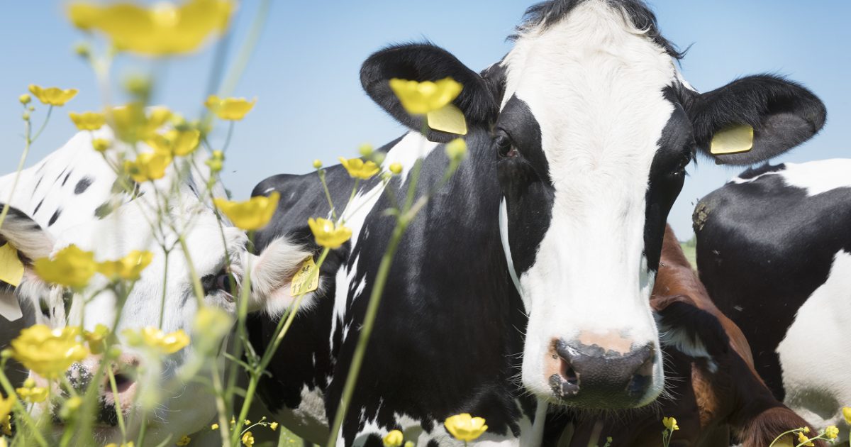 Controla el estrés de vacas lecheras con Jefo – Jefo - Life, made easier