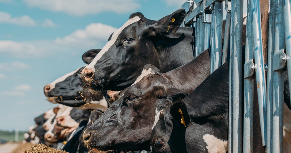 Beat the Heat | Dairy Cow Heat Stress Solutions – Jefo - Life, made easier