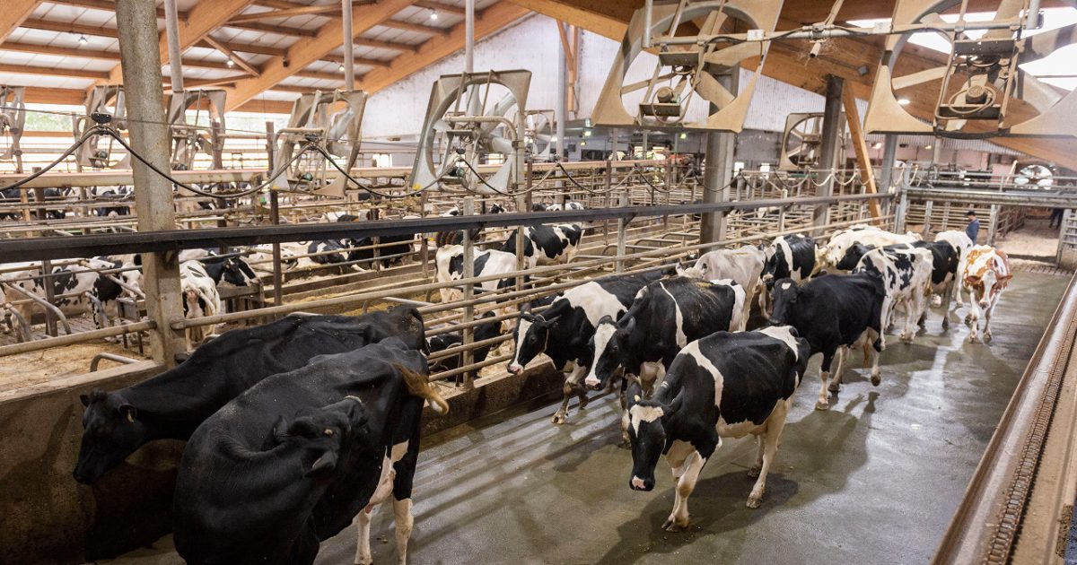 Optimisez la case fraîche | Santé et efficacité des vaches laitières – Jefo - La vie en plus facile