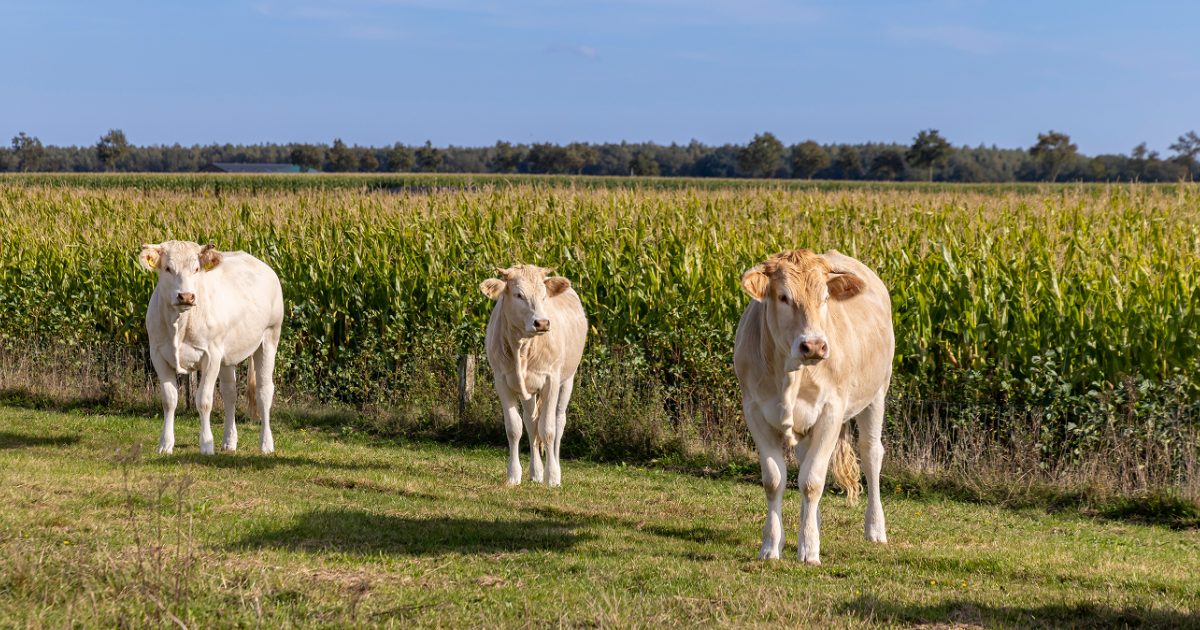 Optimize Corn Harvest to Boost Herd Year-Round Performance | Jefo ...