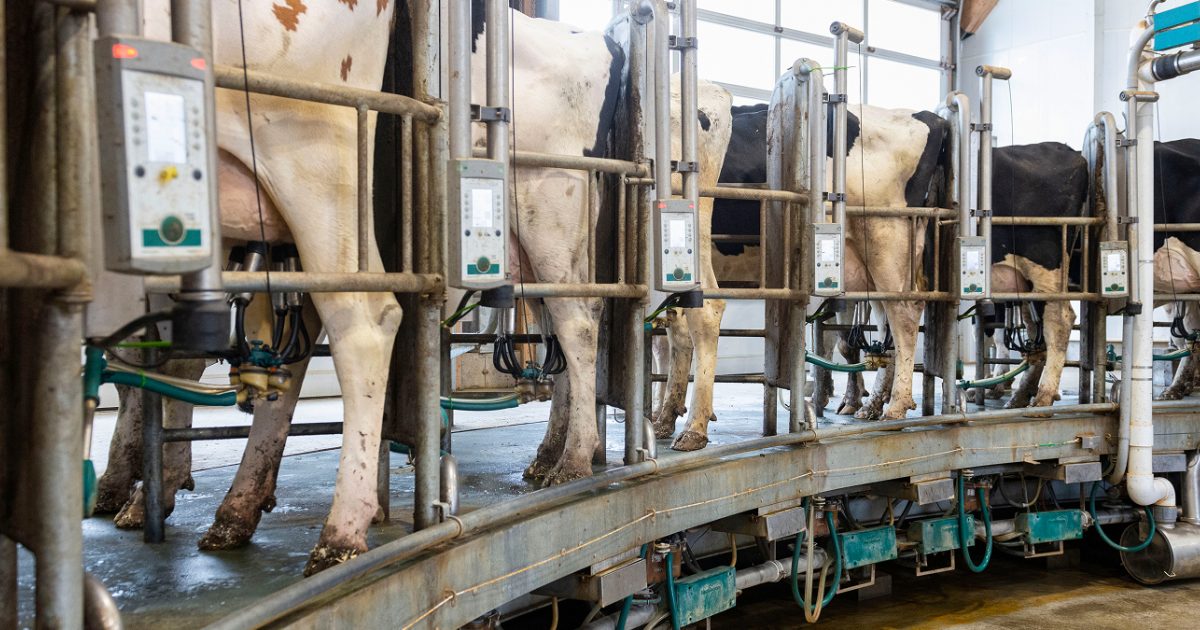Boost Milk Yields | Proven Jefo Solutions for Dairy Performance – Jefo ...