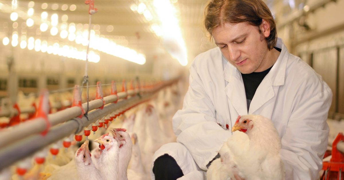 Optimize Poultry Production with Smart Protein Management | Jefo – Jefo ...