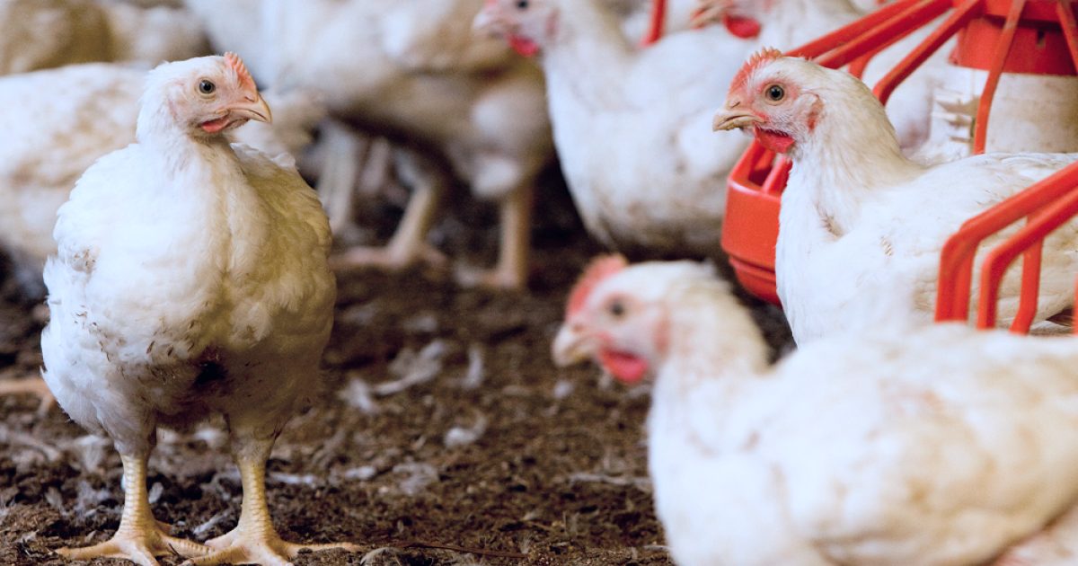 Unlock Broiler Performance with Jefo Protease | Enzymes for Growth ...