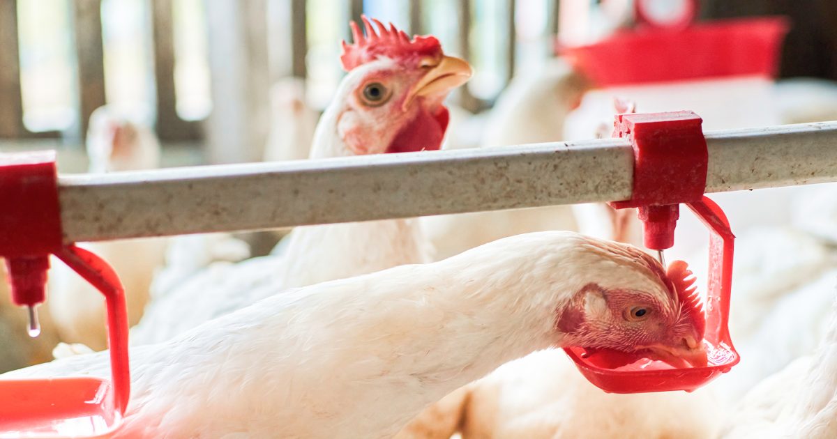 Stay Cool: Smart Additives to Tackle Poultry Heat Stress | Jefo – Jefo ...