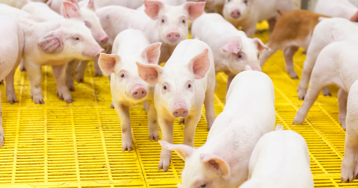 Antibiotic-Free Swine | Pathogen Control Strategies – Jefo - Life, made ...