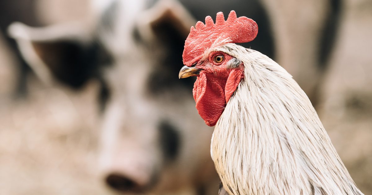Enhance Animal Health & Performance with Jefo Protease Enzymes – Jefo ...