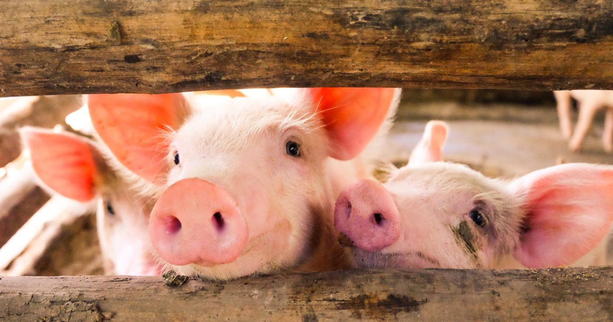 Beat the Heat | Optimize Swine Health & Productivity in Summer – Jefo ...
