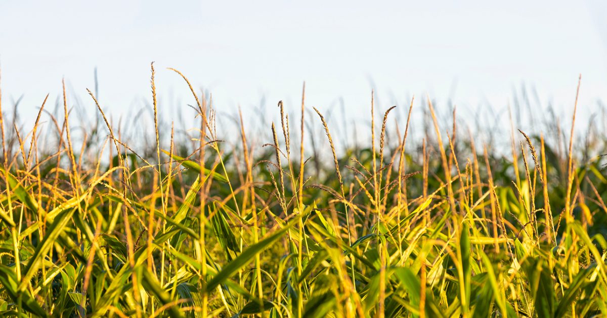 BELFEED® Xylanase | Unlock Feed Efficiency & Profitability – Jefo ...