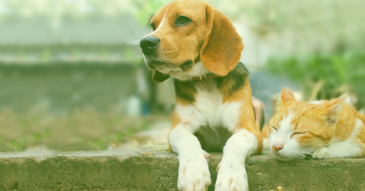 Healthier Pets with Smarter Nutrition | Jefo – Jefo - Life, made easier